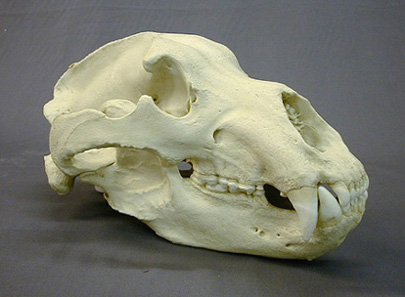 Biology 10 - The Digestive System